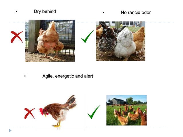 ORGANIC AGRICULTURE PRODUCTION NC II.pptx