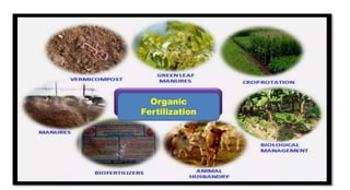 Banana cultivation in organic system of agriculture | PPT