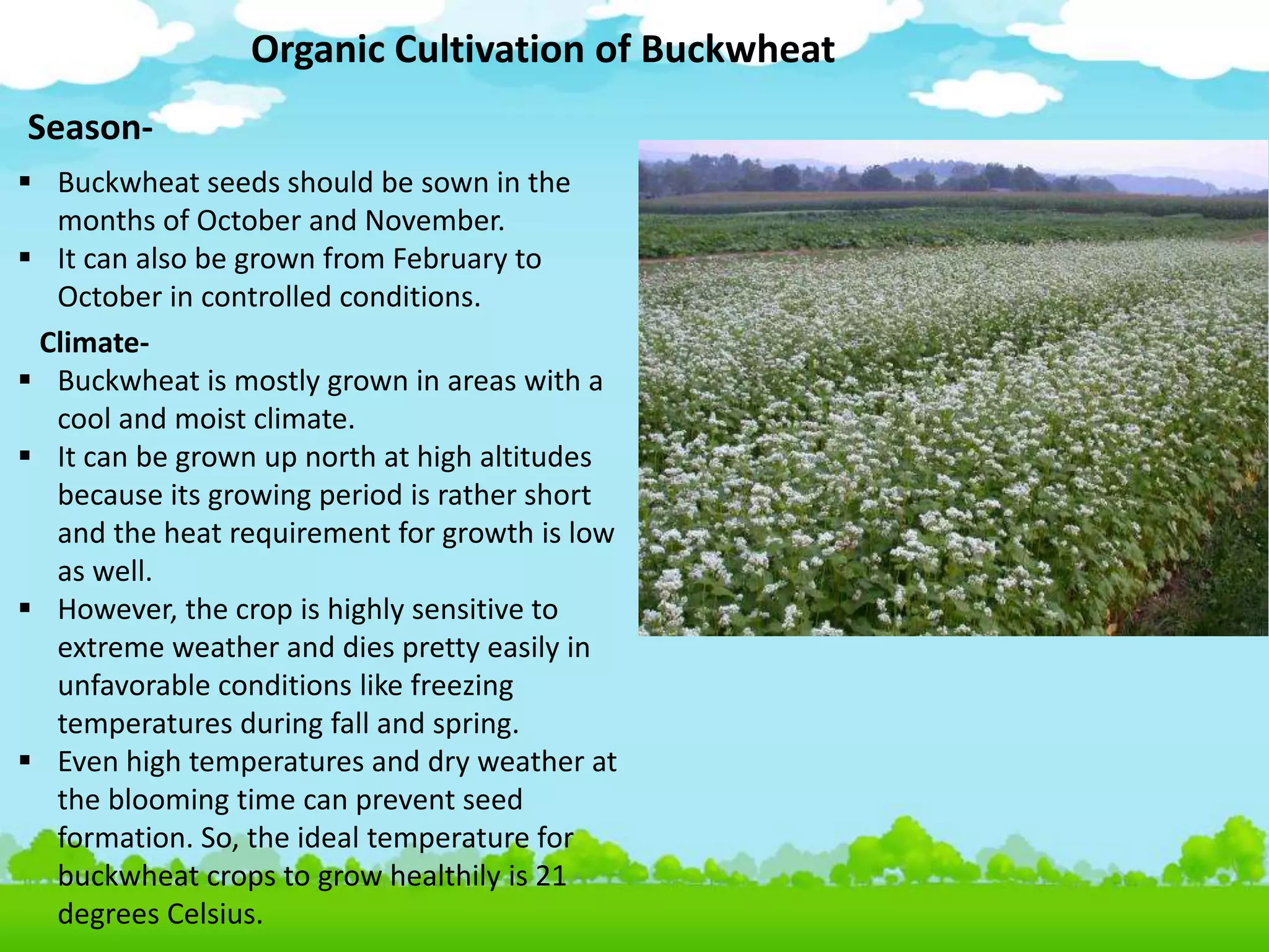ORGANIC BUCKWHEAT CULTIVATION.pptx