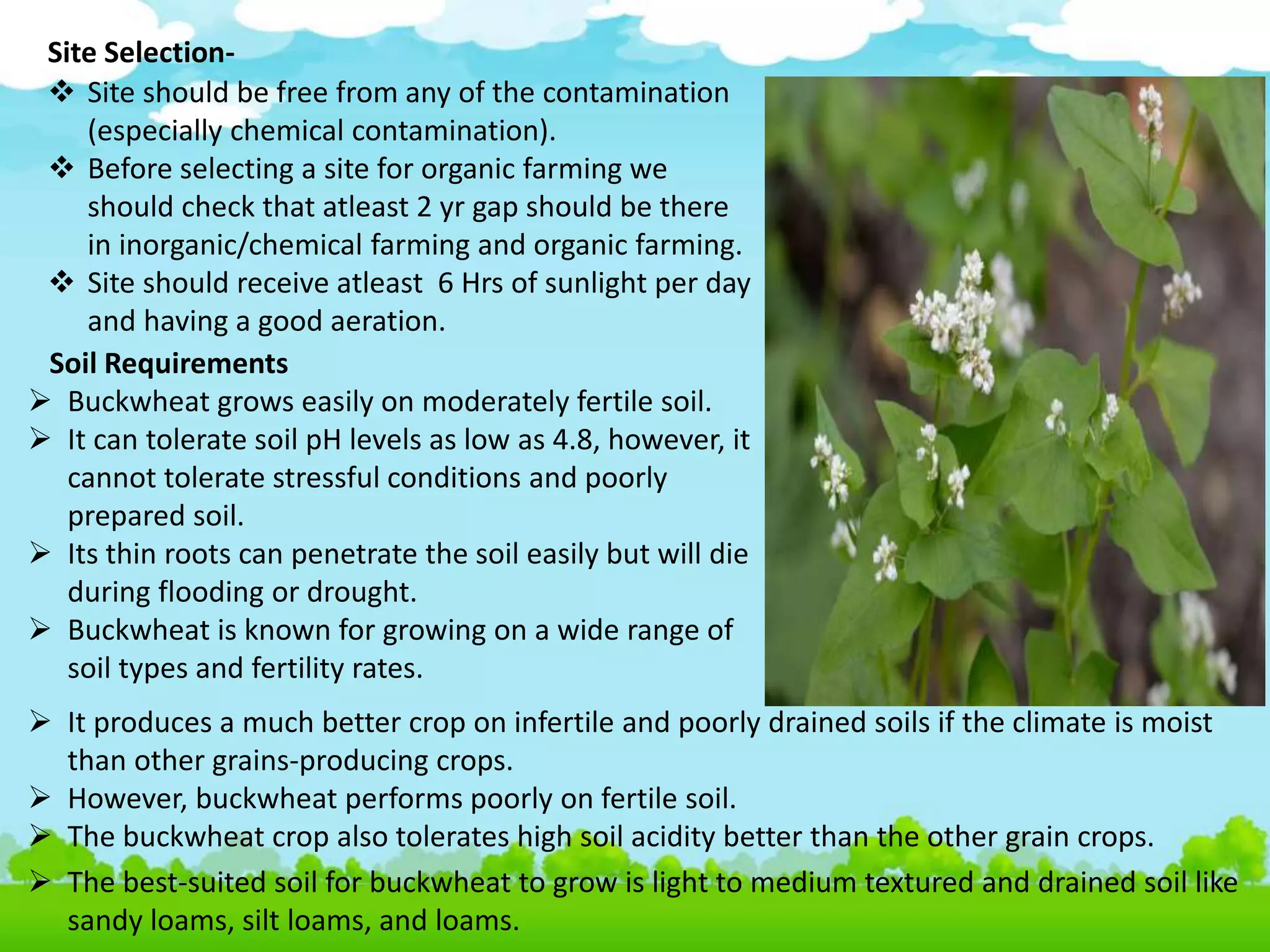 ORGANIC BUCKWHEAT CULTIVATION.pptx