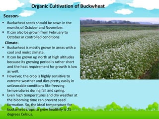 ORGANIC BUCKWHEAT CULTIVATION.pptx