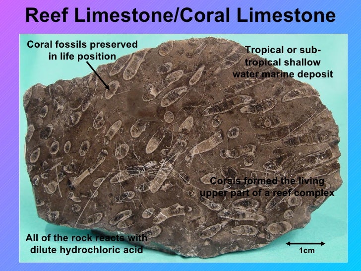 Coral Reefs Forming Limestone