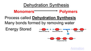 Dehydration Synthesis Animation