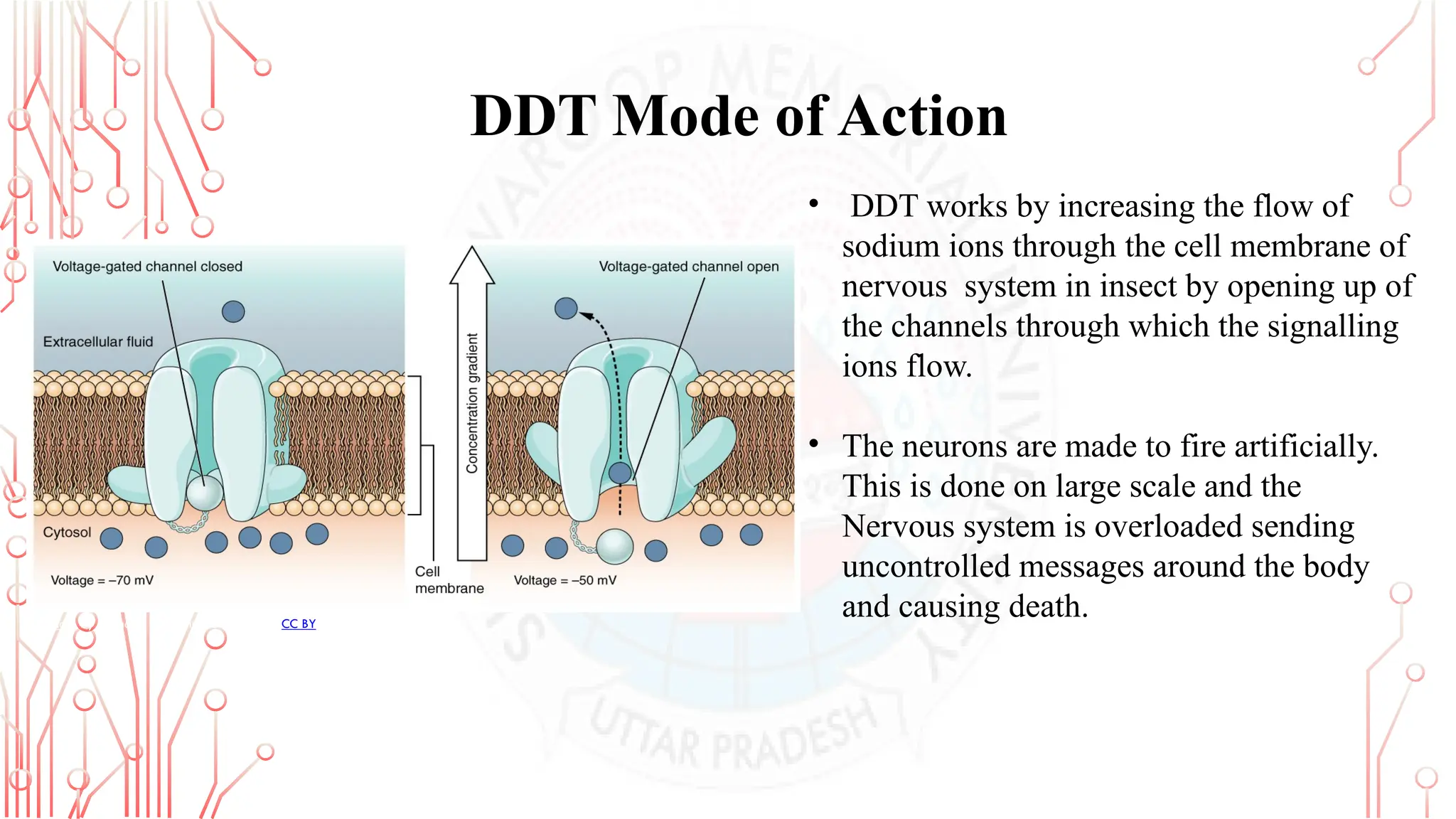 STRUCTURE, APPLICATION AND USES OF DDT, BHC,SACCHARINE, AND CHLORAMINE.pptx