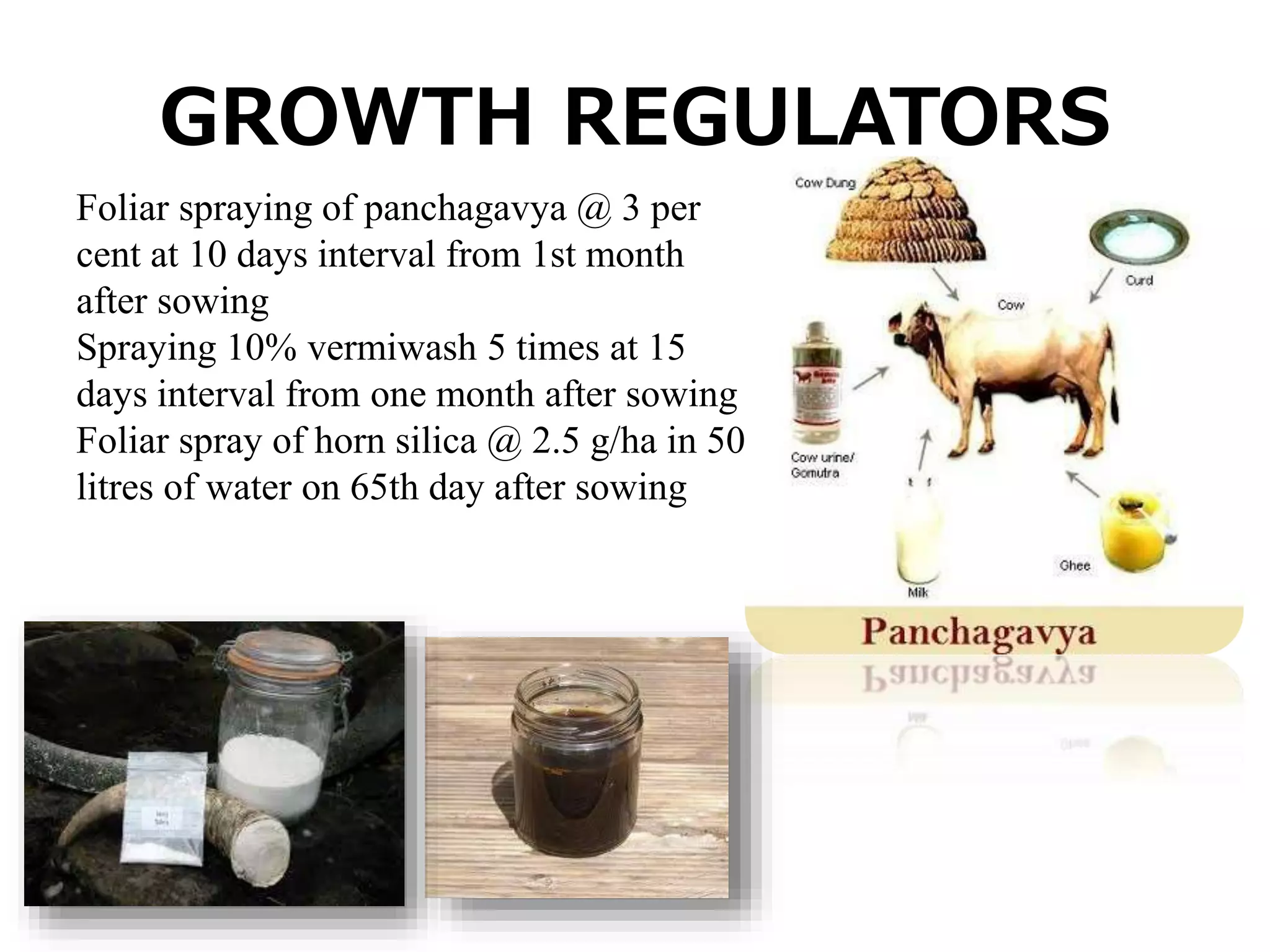 Organic cultivation of potato | PPTX