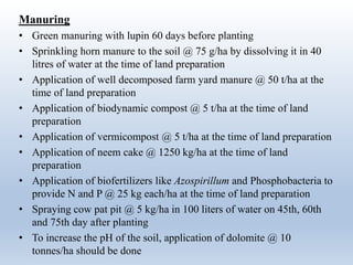 Organic cultivation of potato | PPTX