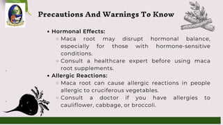 Organic Maca Root Powder Benefits, Side Effects, And Usage ...