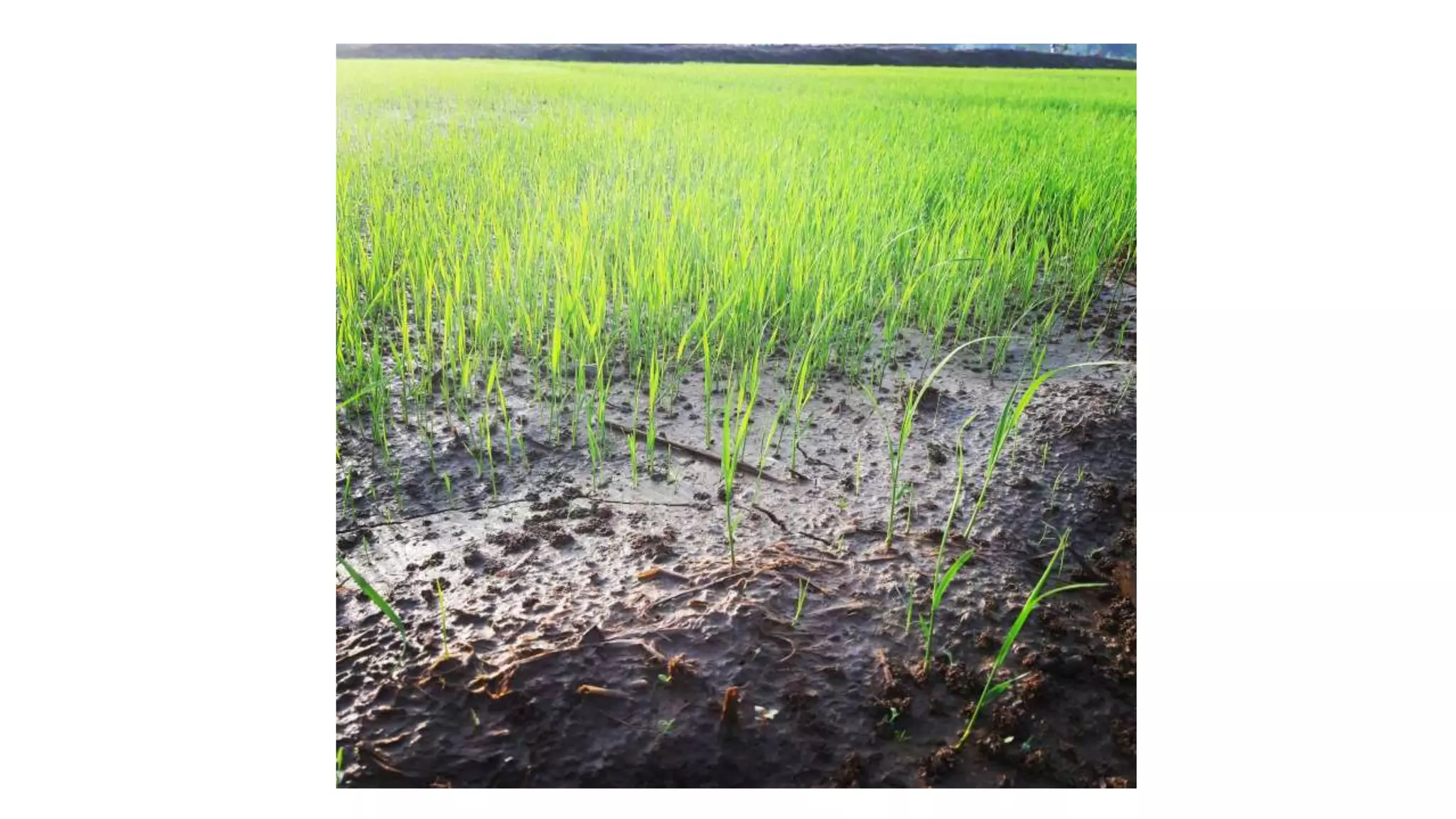Organic matta rice by daksh farm | PPTX