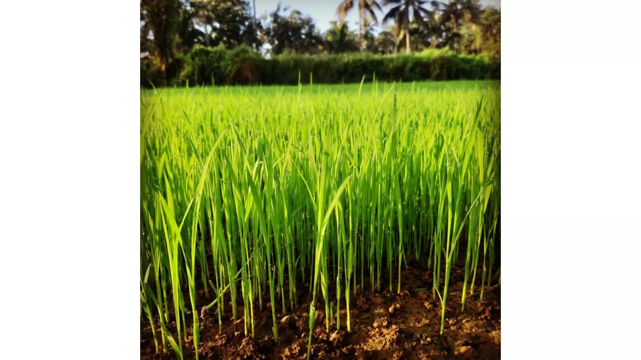 Organic matta rice by daksh farm | PPTX