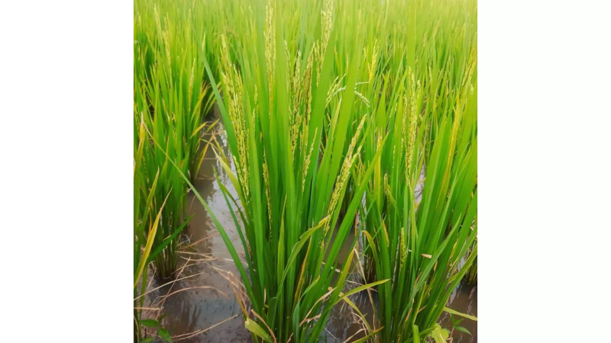 Organic matta rice by daksh farm | PPTX