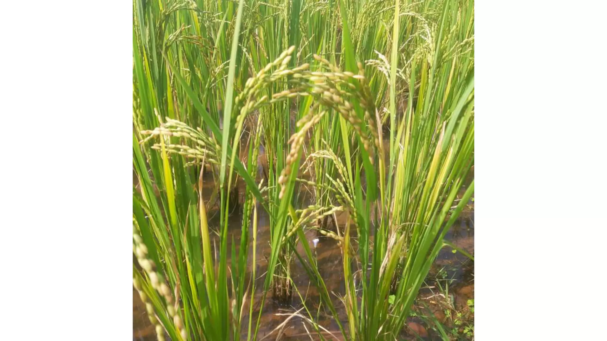 Organic matta rice by daksh farm | PPTX