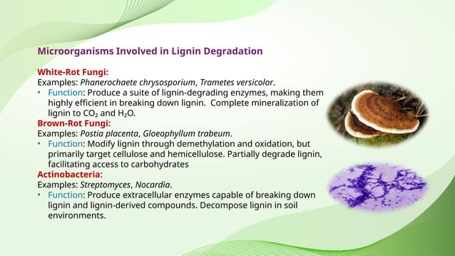 Degradation of Organic Matter -Lignin, Cellulose, Pectin,Hemicellulose ...