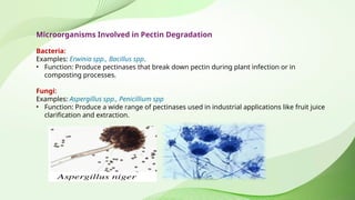 Degradation of Organic Matter -Lignin, Cellulose, Pectin,Hemicellulose ...