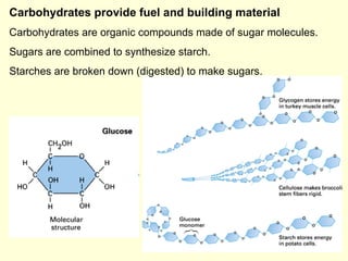 Organic Molecules | PPT