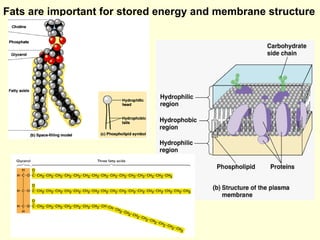 Organic Molecules | PPT