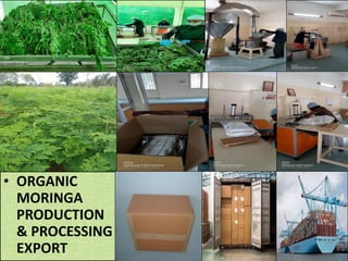 ORGANIC MORINGA PRODUCTION PROCESSING.pdf