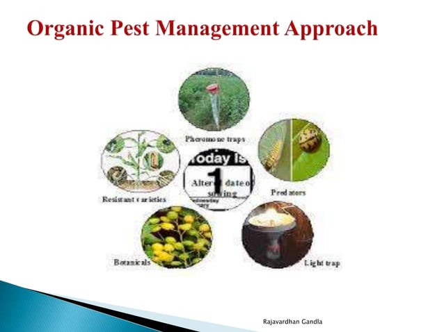 ORGANIC PEST, NEGATIVE EFFECT OF CHEMICAL FERTILIZERS AND PESTICIDES by ...