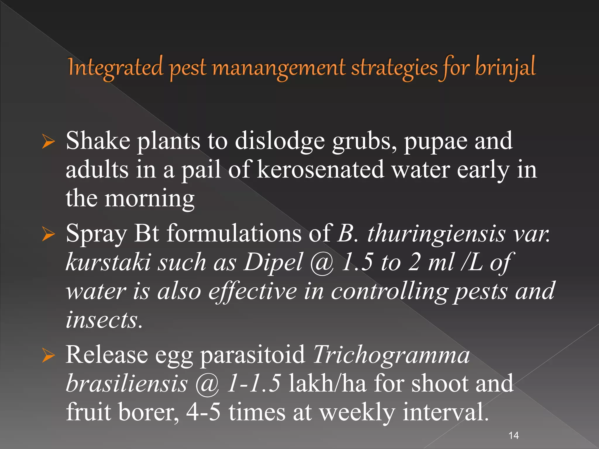 Organic production of brinjal | PPTX
