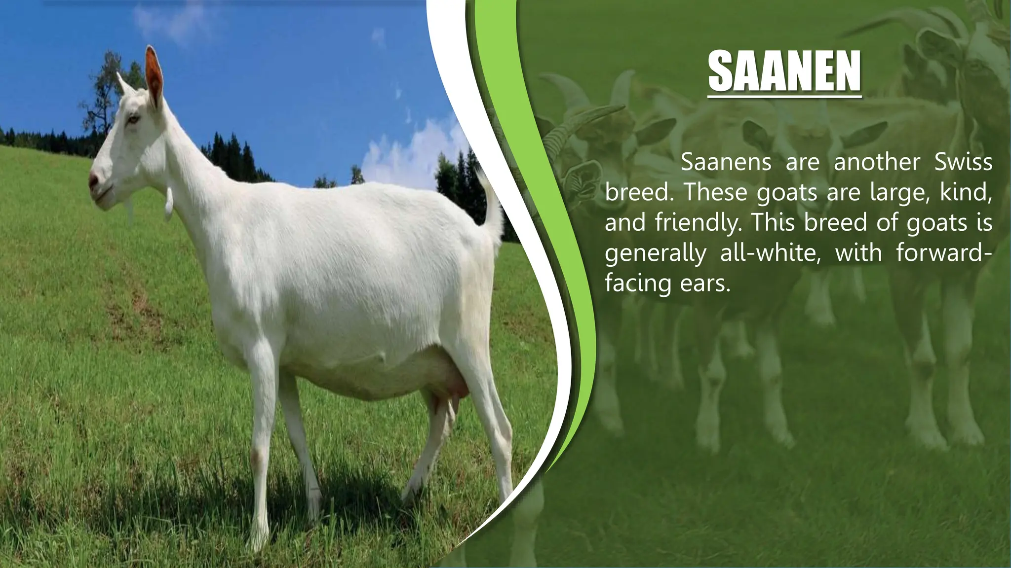 RAISING ORGANIC SMALL RUMINANTS AND BREEDING | PPTX