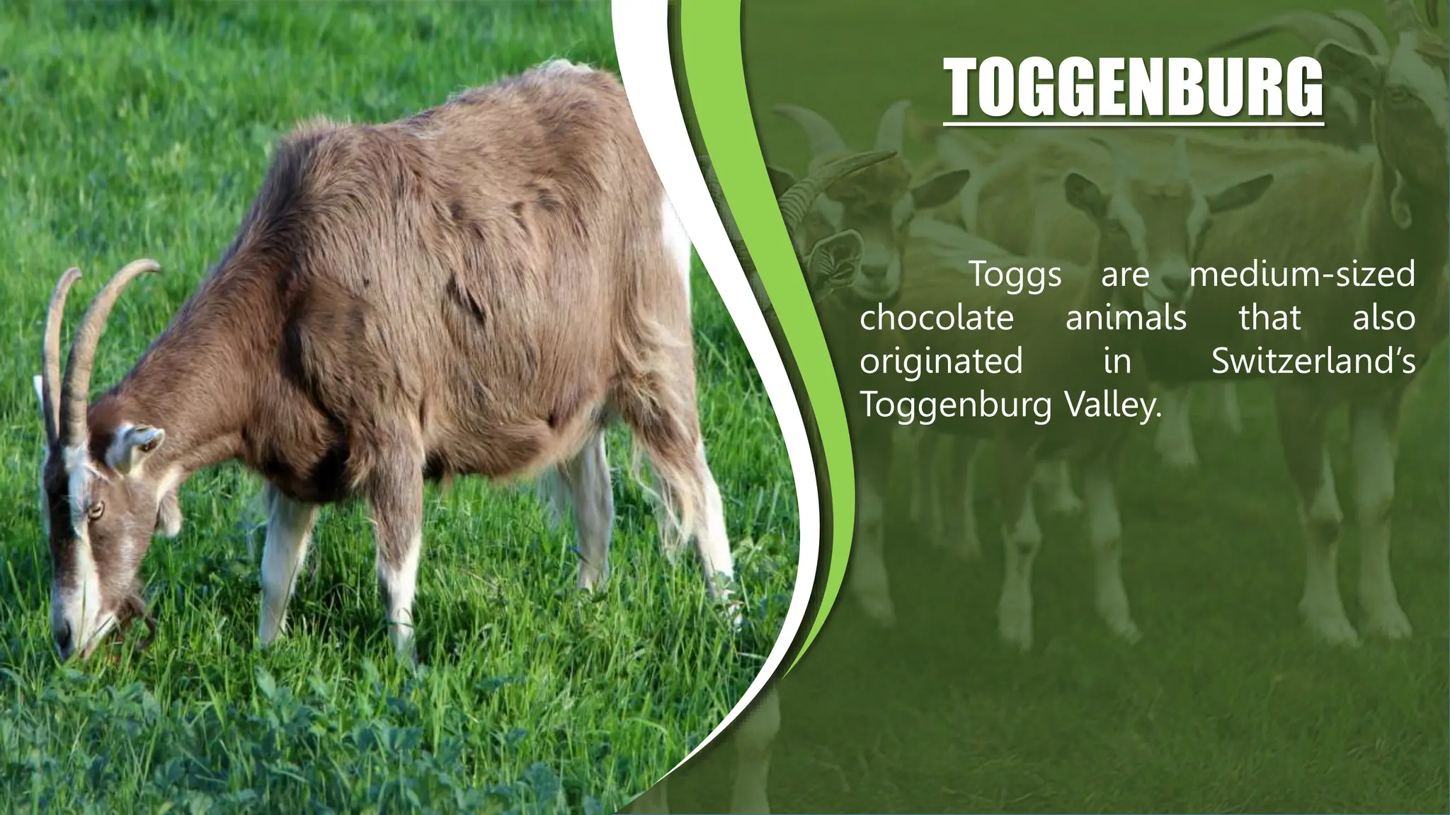 RAISING ORGANIC SMALL RUMINANTS AND BREEDING | PPTX