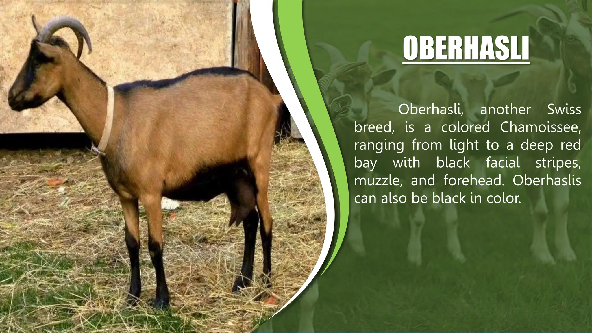 RAISING ORGANIC SMALL RUMINANTS AND BREEDING | PPTX