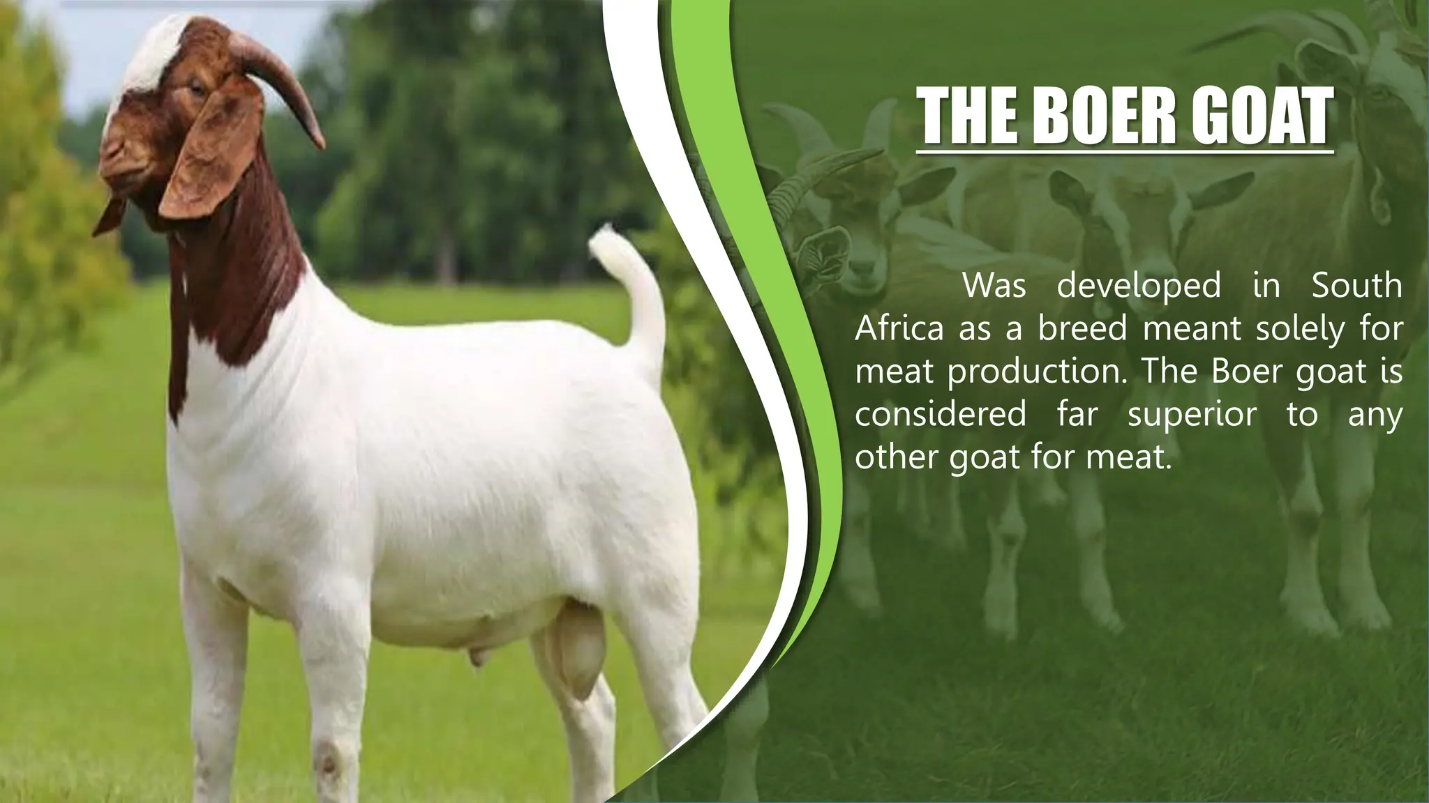 RAISING ORGANIC SMALL RUMINANTS AND BREEDING | PPTX