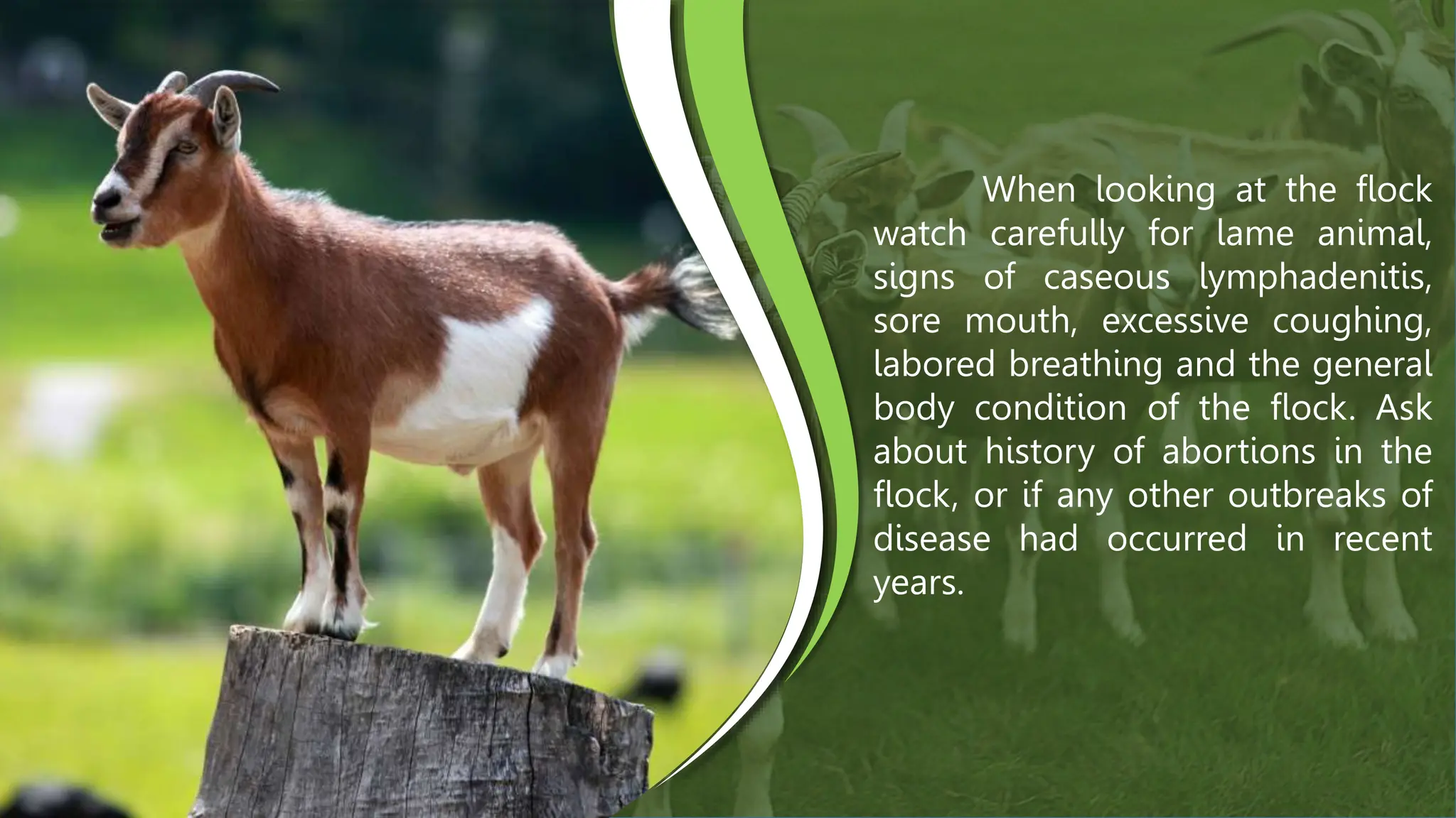 RAISING ORGANIC SMALL RUMINANTS AND BREEDING | PPTX