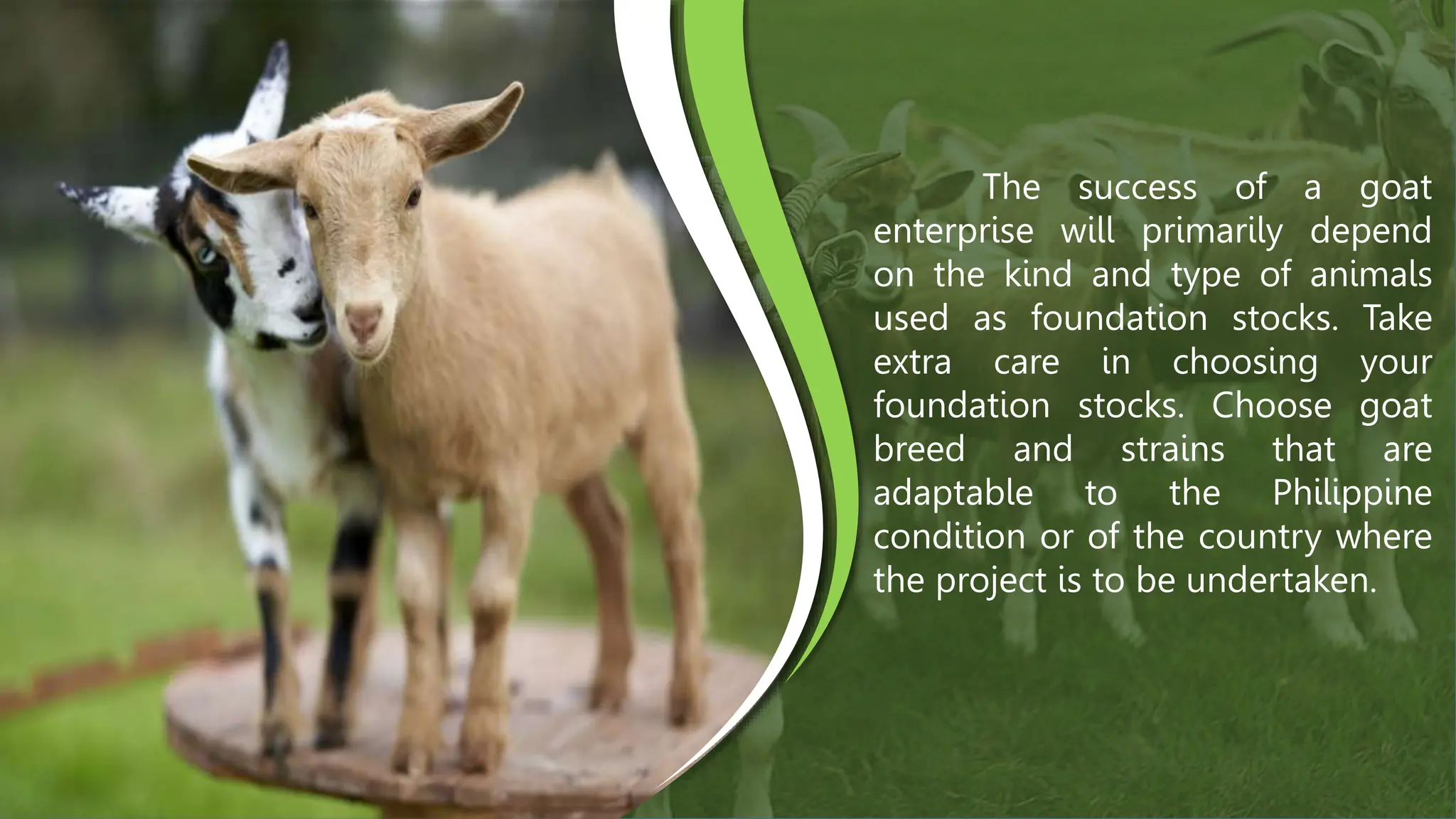 RAISING ORGANIC SMALL RUMINANTS AND BREEDING | PPTX