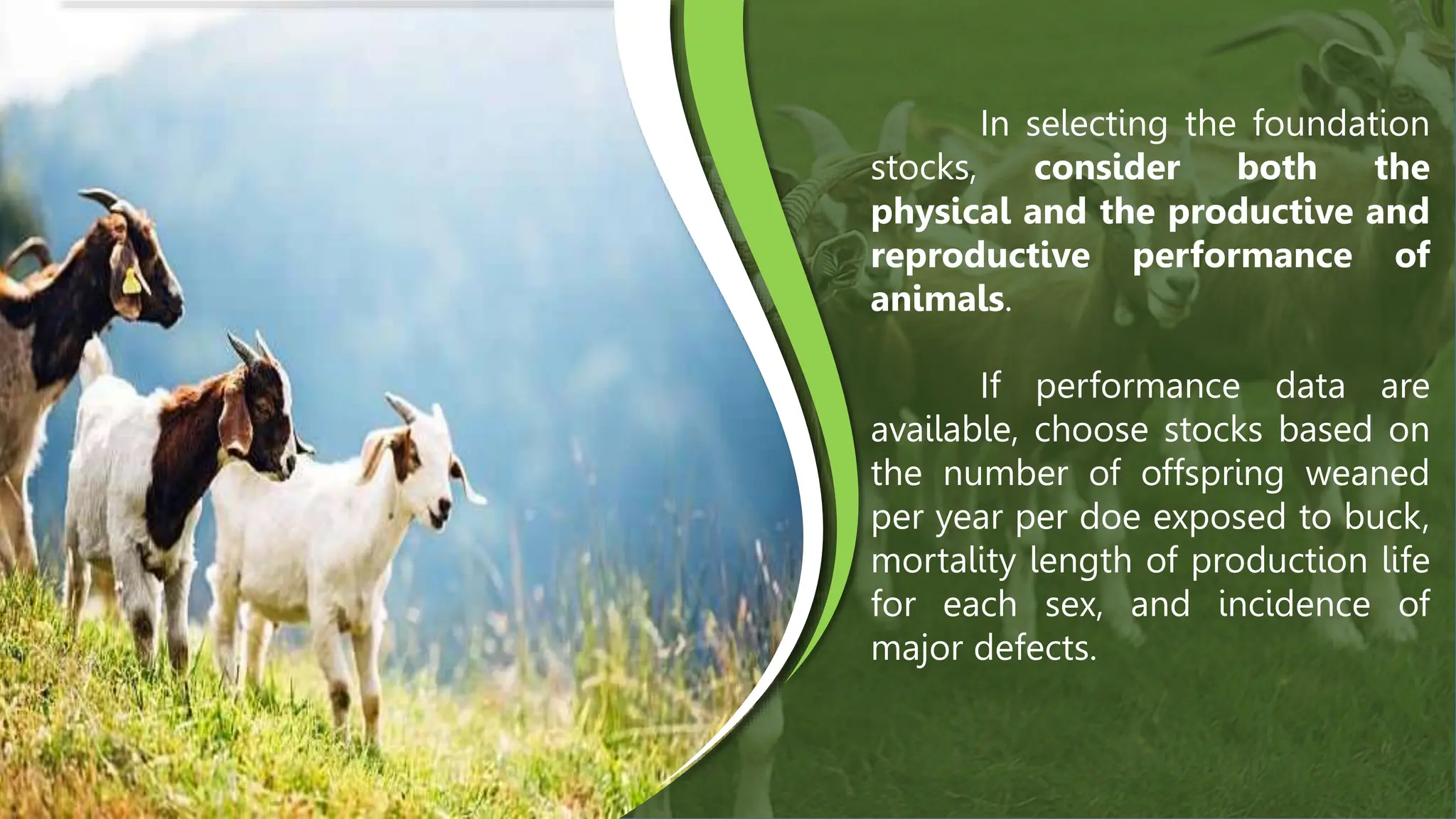 RAISING ORGANIC SMALL RUMINANTS AND BREEDING | PPTX