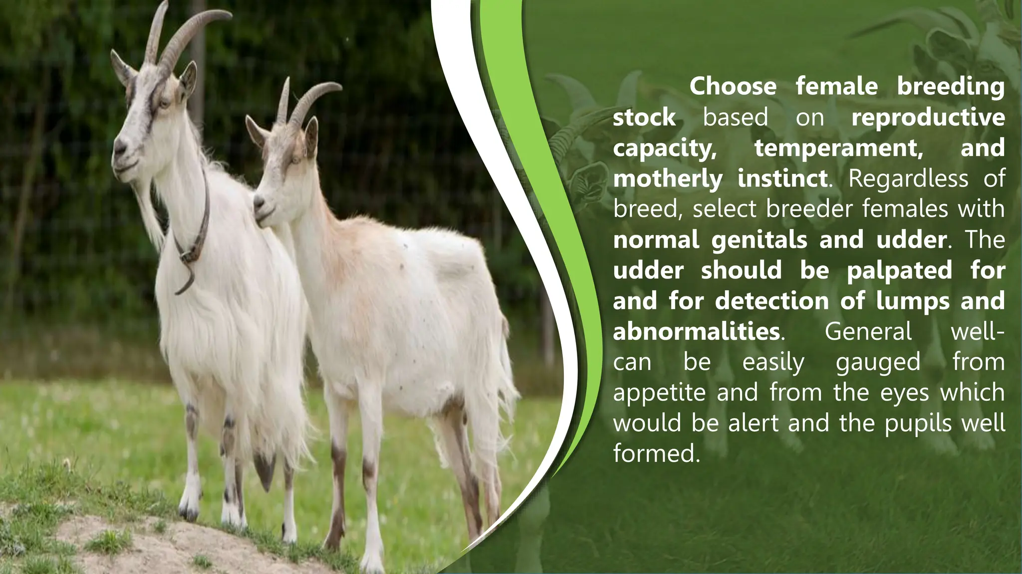 RAISING ORGANIC SMALL RUMINANTS AND BREEDING | PPTX