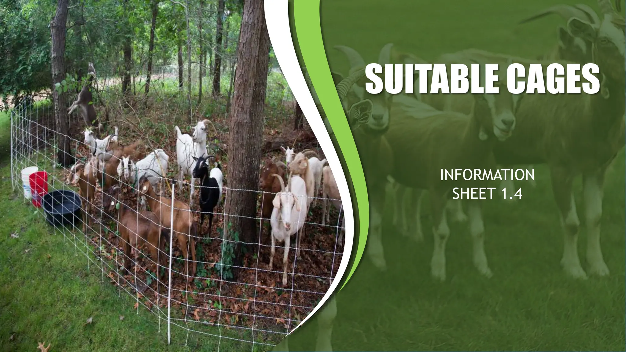 RAISING ORGANIC SMALL RUMINANTS AND BREEDING | PPTX