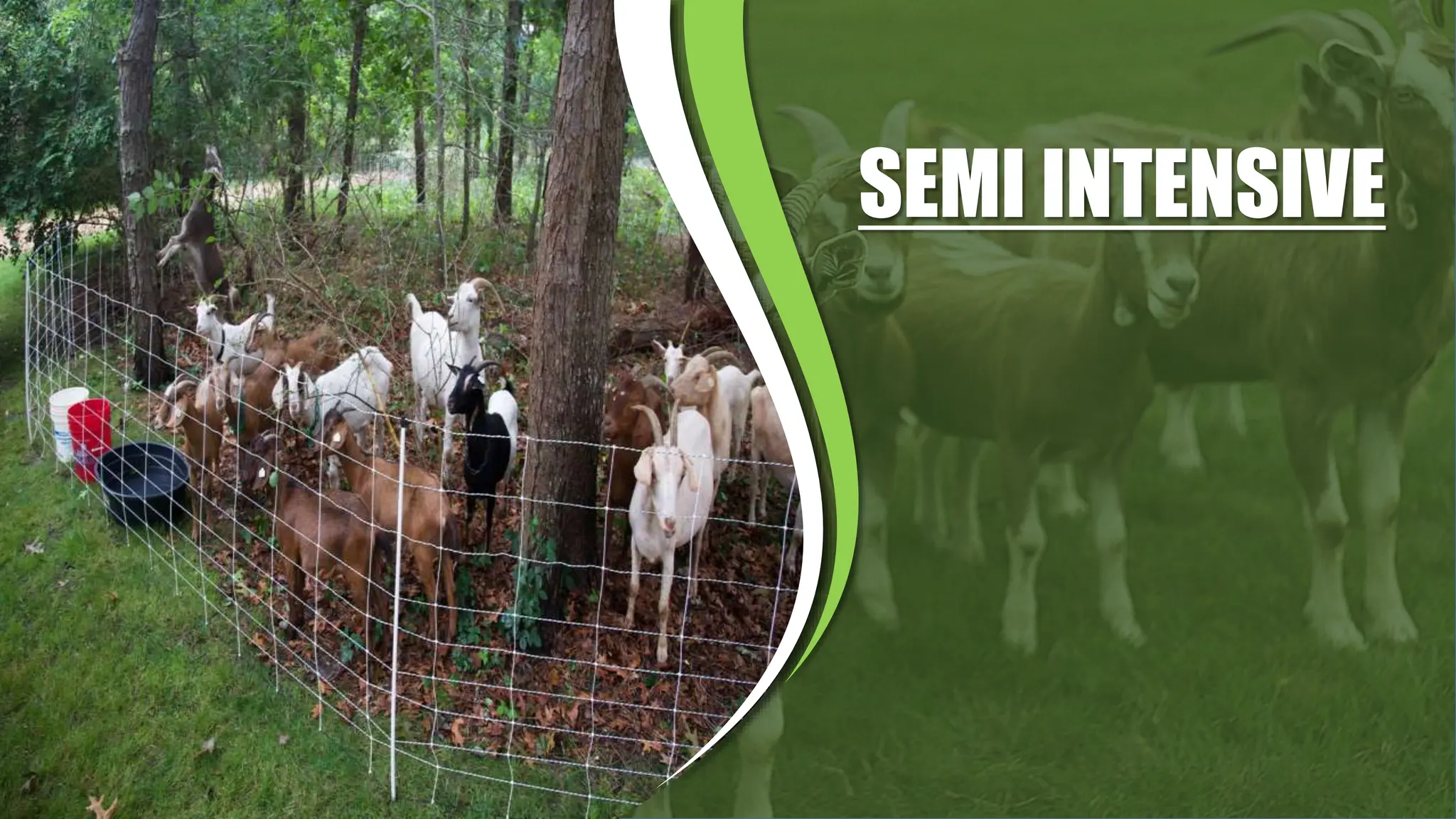 RAISING ORGANIC SMALL RUMINANTS AND BREEDING | PPTX