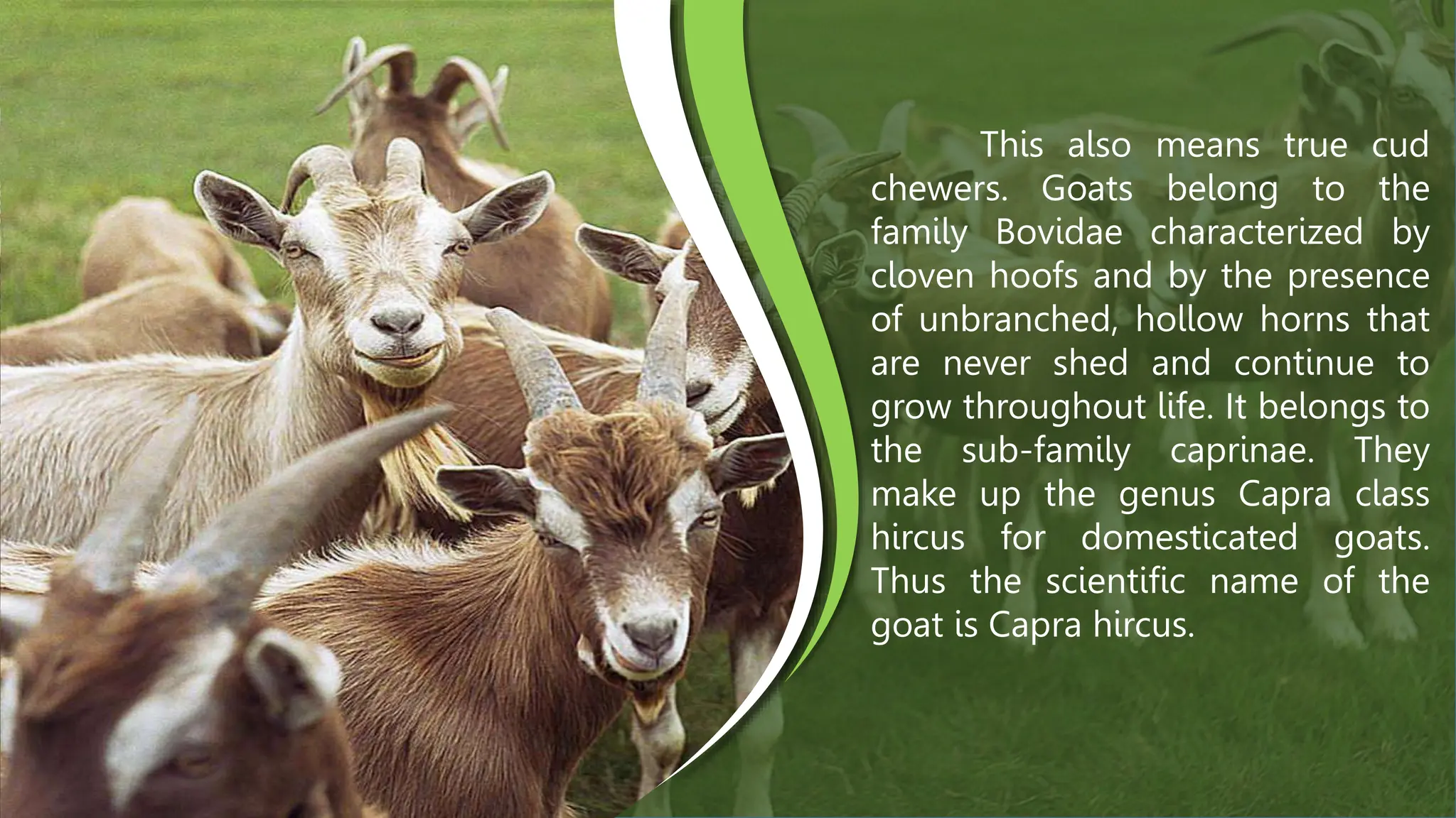 RAISING ORGANIC SMALL RUMINANTS AND BREEDING | PPTX