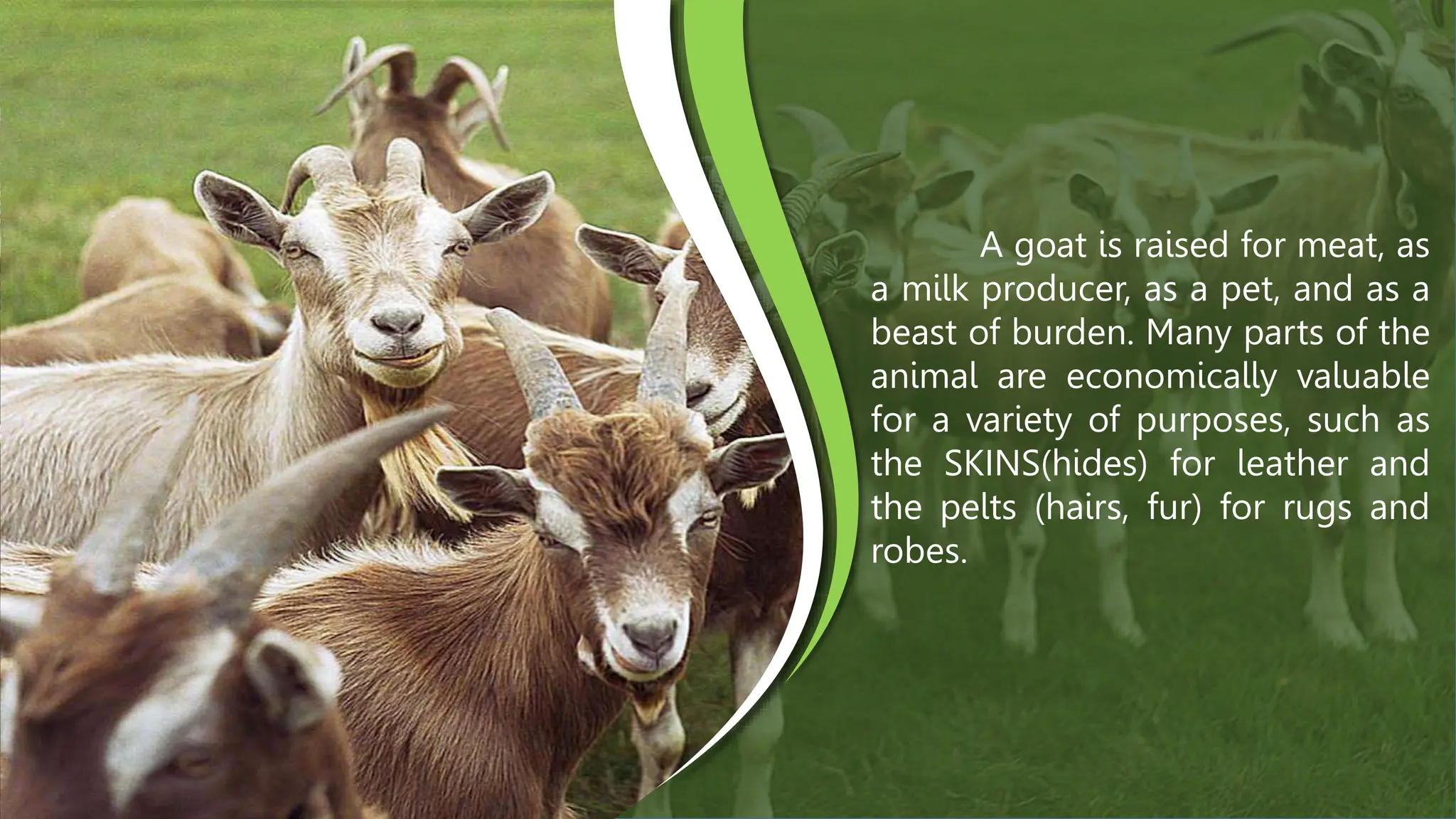 RAISING ORGANIC SMALL RUMINANTS AND BREEDING | PPTX