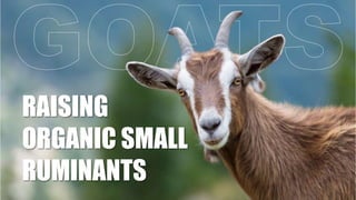 RAISING ORGANIC SMALL RUMINANTS AND BREEDING | PPTX