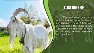RAISING ORGANIC SMALL RUMINANTS AND BREEDING | PPTX