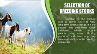 RAISING ORGANIC SMALL RUMINANTS AND BREEDING | PPTX