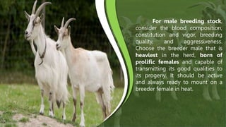 RAISING ORGANIC SMALL RUMINANTS AND BREEDING | PPTX