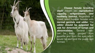 RAISING ORGANIC SMALL RUMINANTS AND BREEDING | PPTX