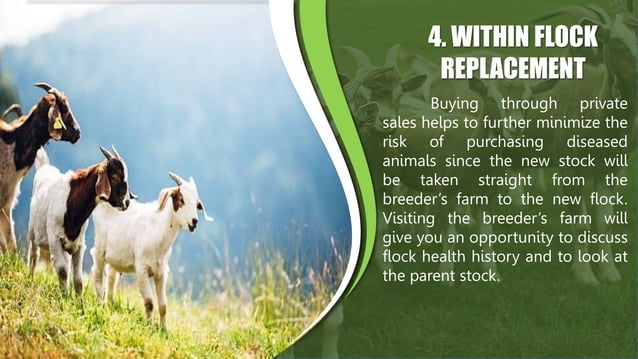 RAISING ORGANIC SMALL RUMINANTS AND BREEDING | PPTX | Dogs | Pets