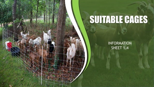 RAISING ORGANIC SMALL RUMINANTS AND BREEDING | PPTX | Dogs | Pets