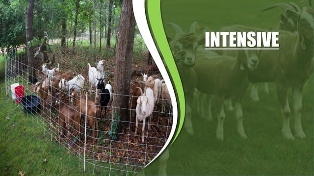 RAISING ORGANIC SMALL RUMINANTS AND BREEDING | PPTX | Dogs | Pets