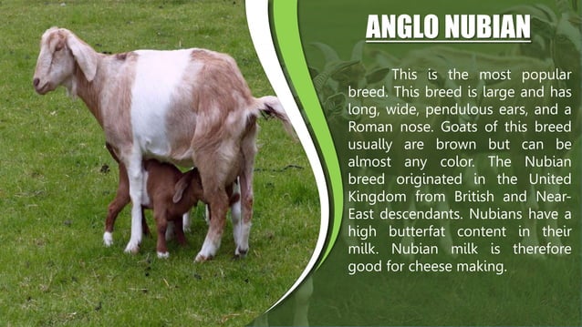 RAISING ORGANIC SMALL RUMINANTS AND BREEDING | PPTX | Dogs | Pets