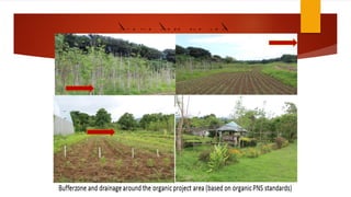 Organic seed production systems for field legumes and lowland ...