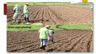 Organic seed production systems for field legumes and lowland ...
