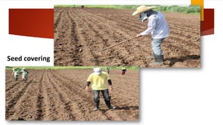 Organic seed production systems for field legumes and lowland ...