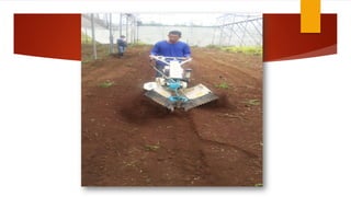 Organic seed production systems for field legumes and lowland ...