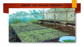 Organic seed production systems for field legumes and lowland ...