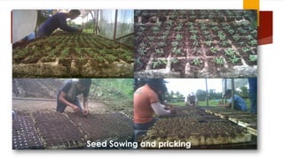 Organic seed production systems for field legumes and lowland ...