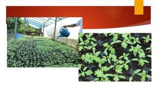 Organic seed production systems for field legumes and lowland ...